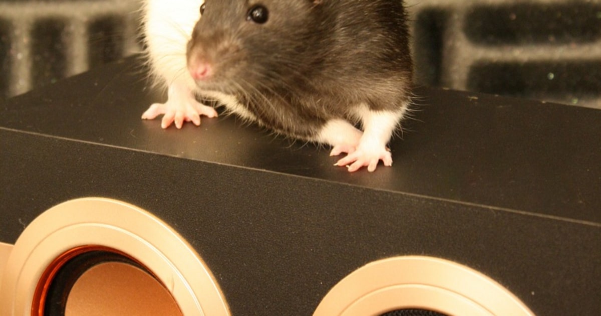 Scientists control rat dreams with technique that could enhance memory