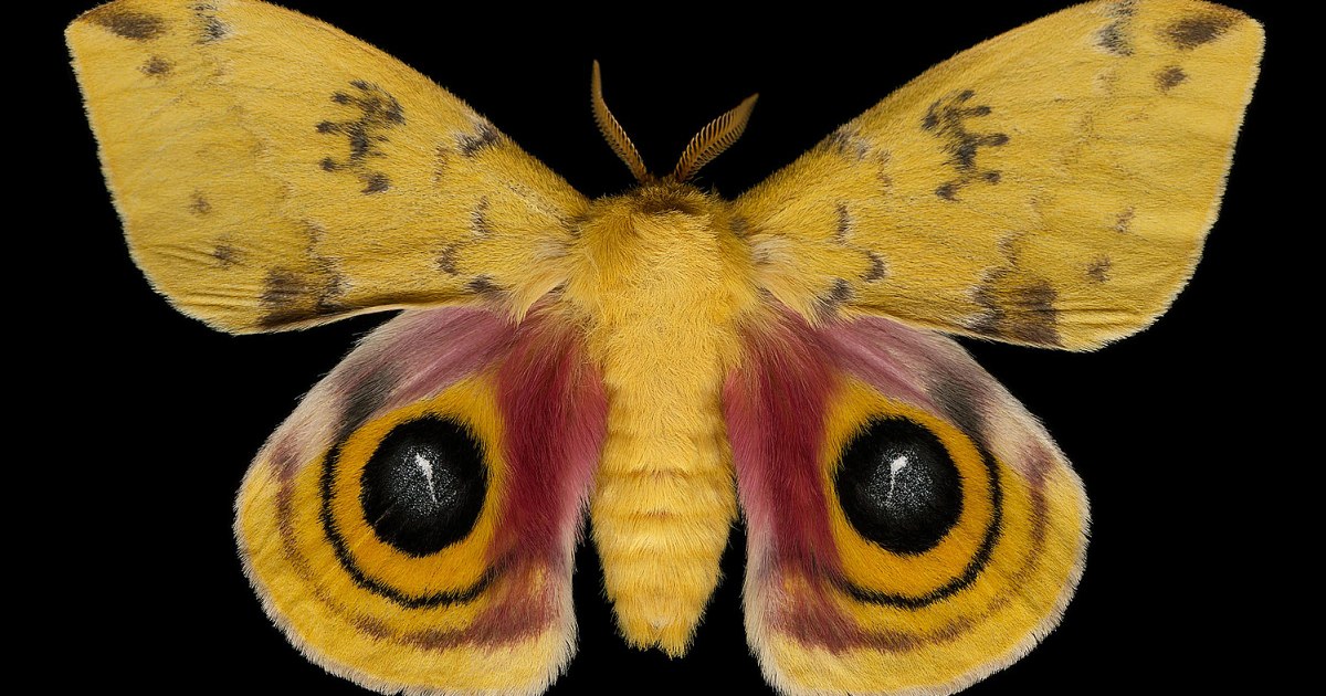 Moth exhibit coming to the American Museum of Natural History