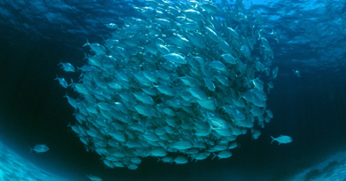 New sensor checks whether fish is safe to eat