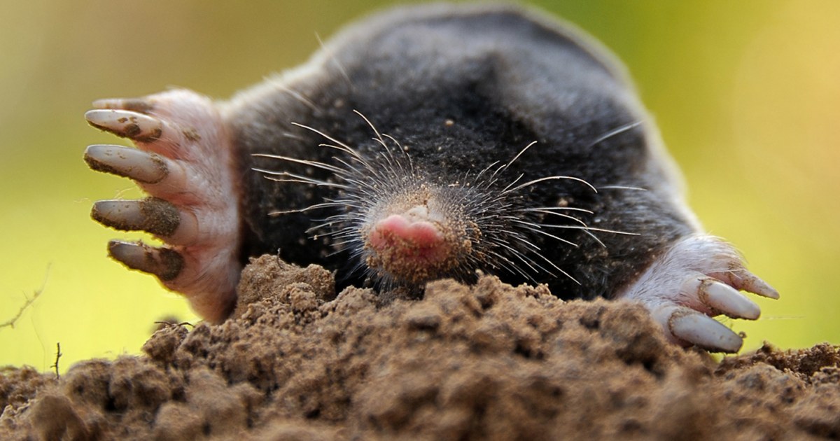 Holy Moly! 20 best animal photos this week