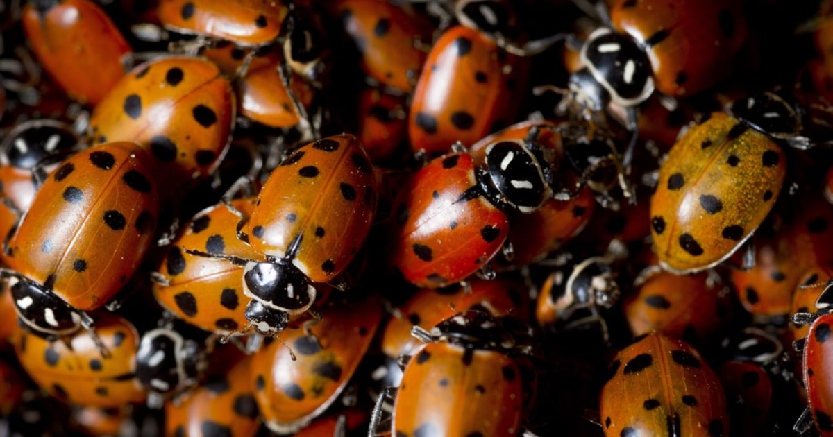 Ladybugs emerge from hibernation in Washington