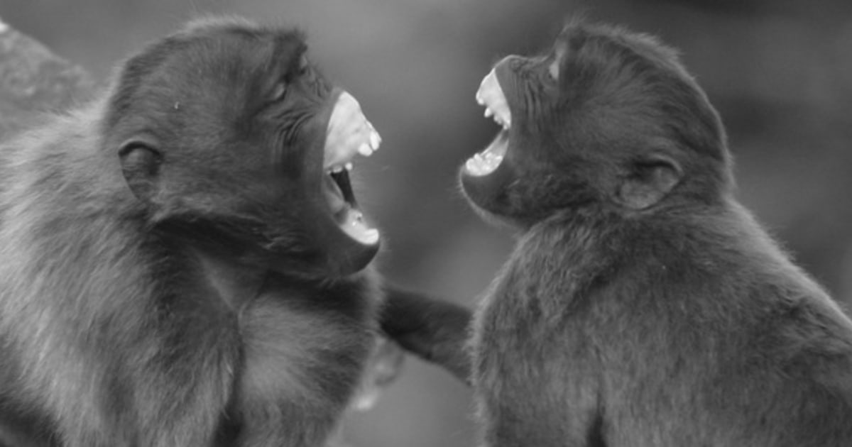 Sign of empathy: These monkeys mimic faces