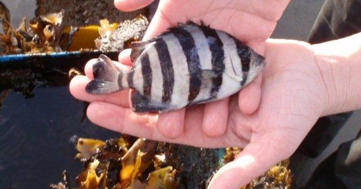 Live tsunami fish take slow boat to Washington state