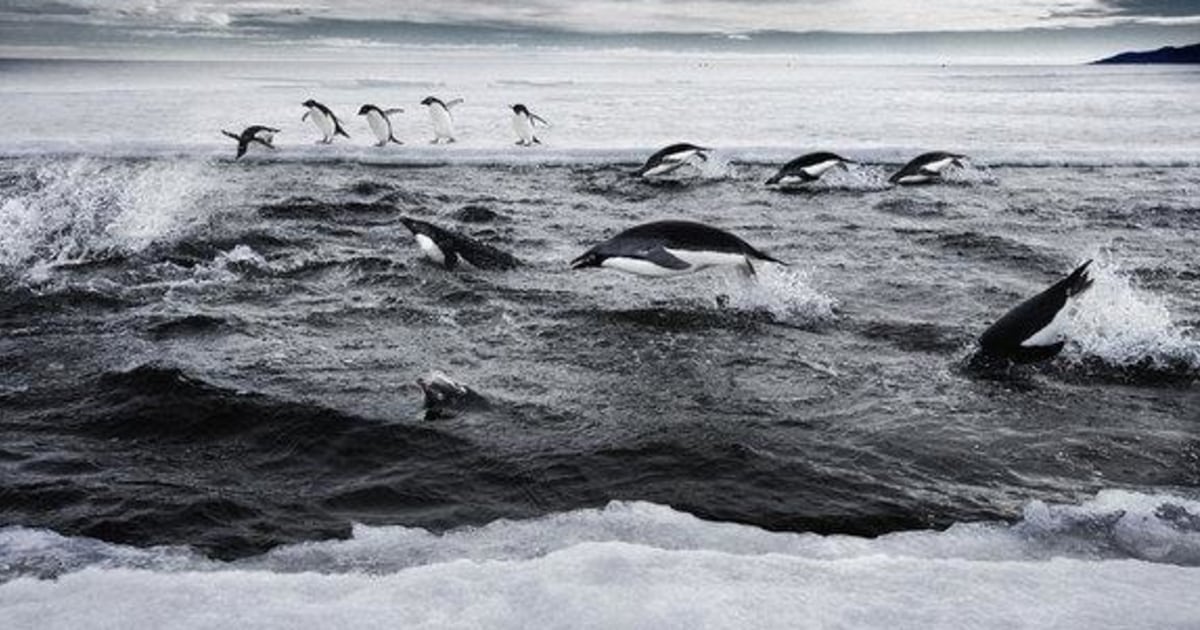 How climate change actually may help penguins