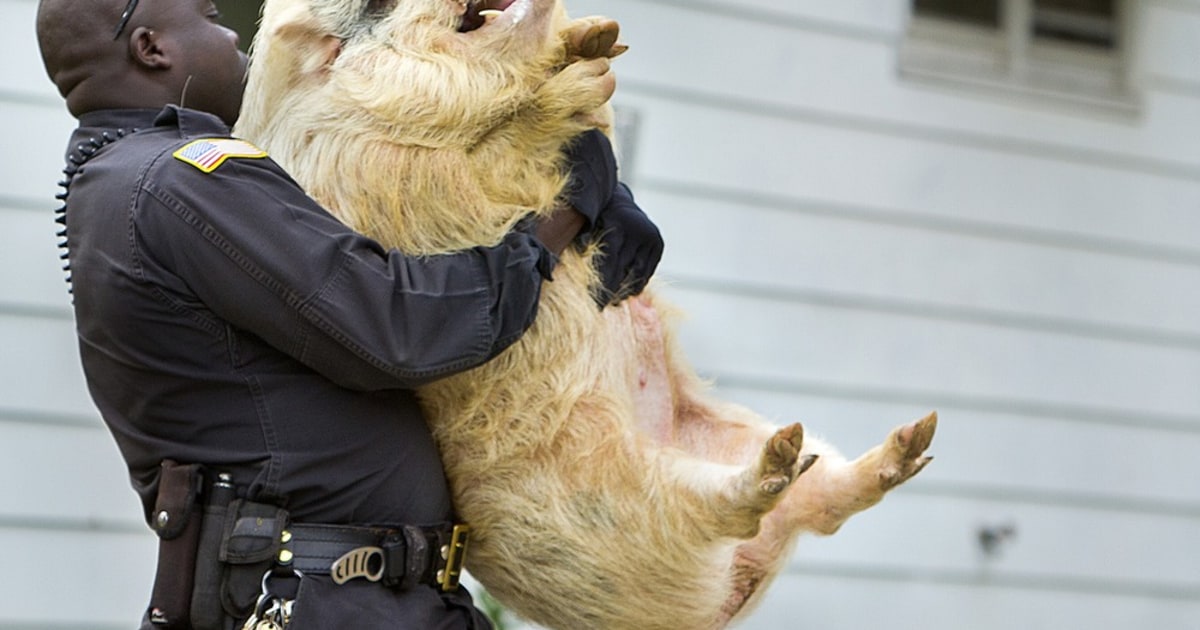 Animal control officer captures loose pig in Greensboro, N.C.