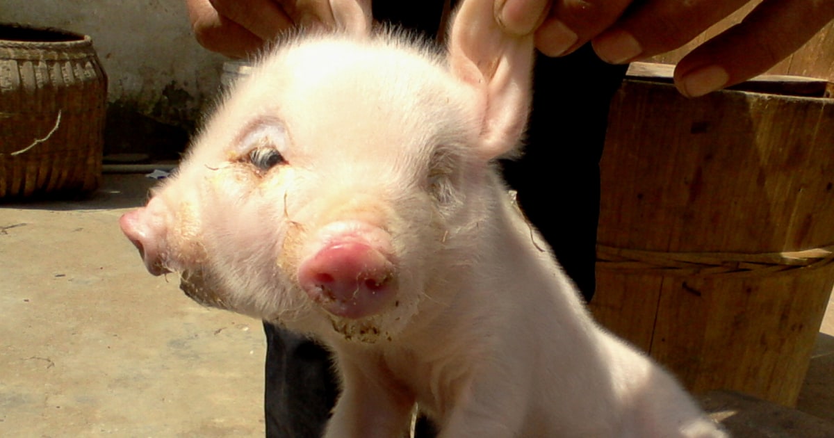 Two-headed pig born in China