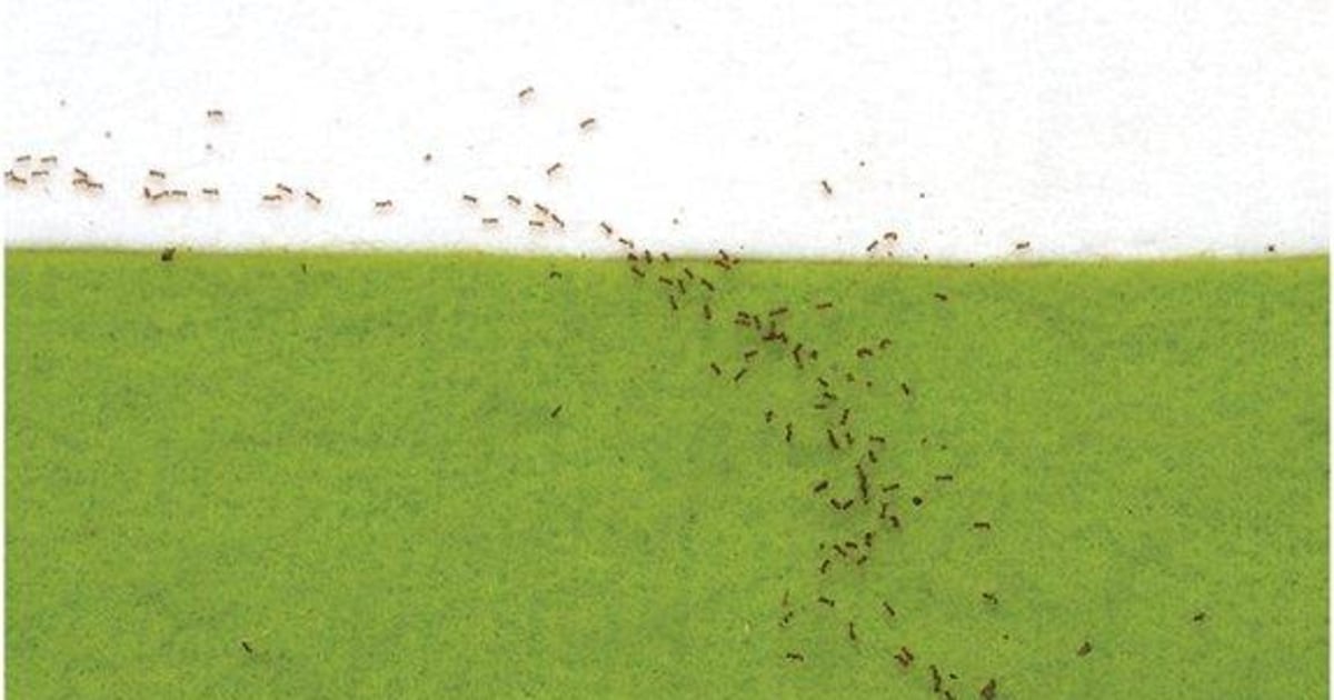 Ants use 'math' to find fastest routes