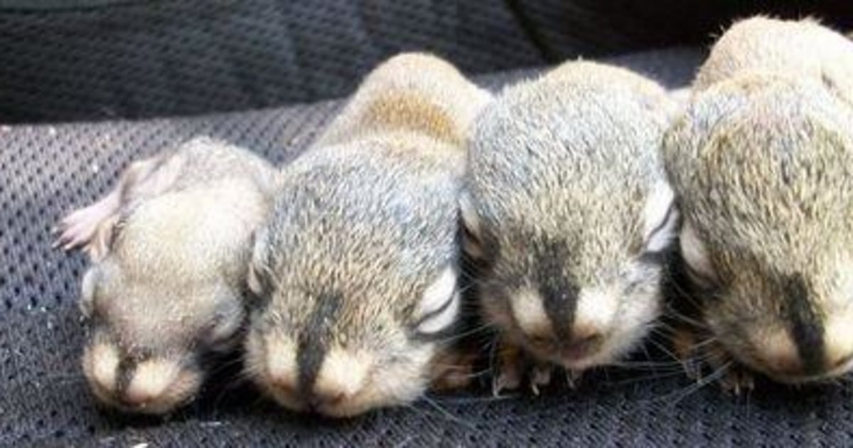 How red squirrels can turn into tiger moms