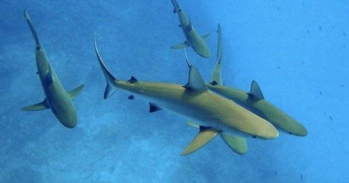 When the moon is full, some sharks dive deeper