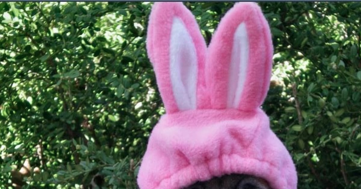 Pre-caffeine tech: Twitter hacked, bunny chicanery