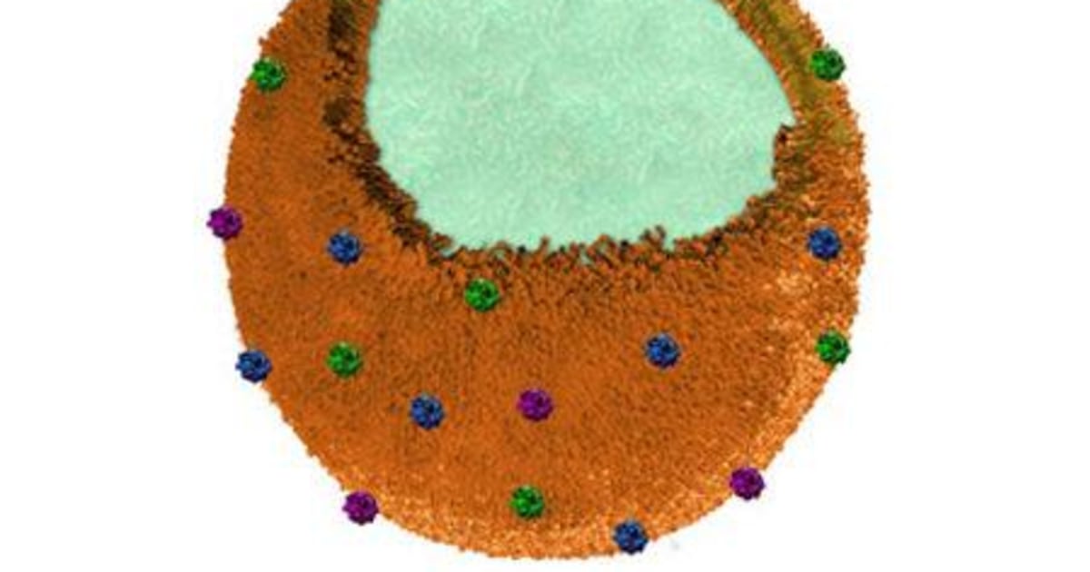 Nanosponge soaks up venom, toxins in blood