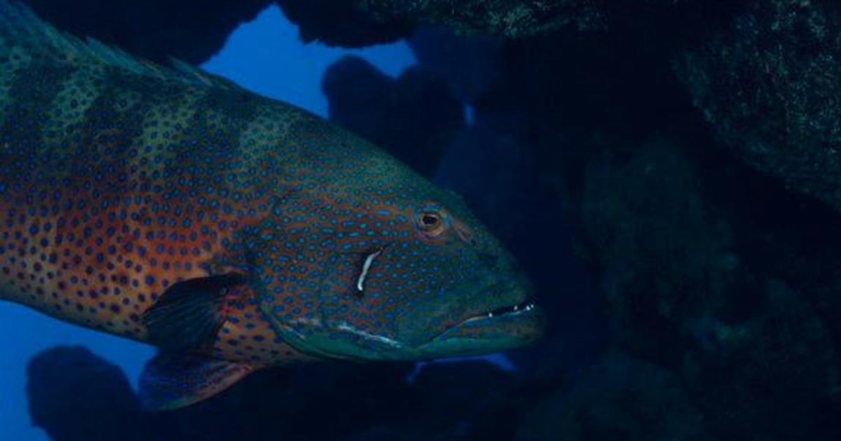 Here's a first: Fish using sign language