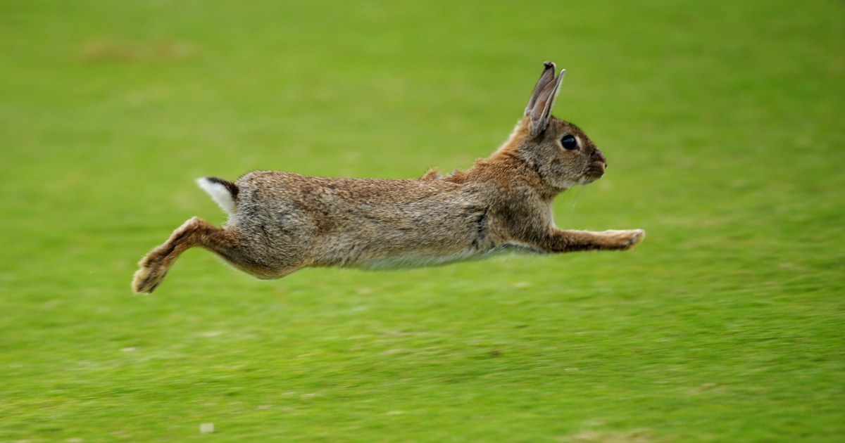 How the rabbit got its cotton-white tail