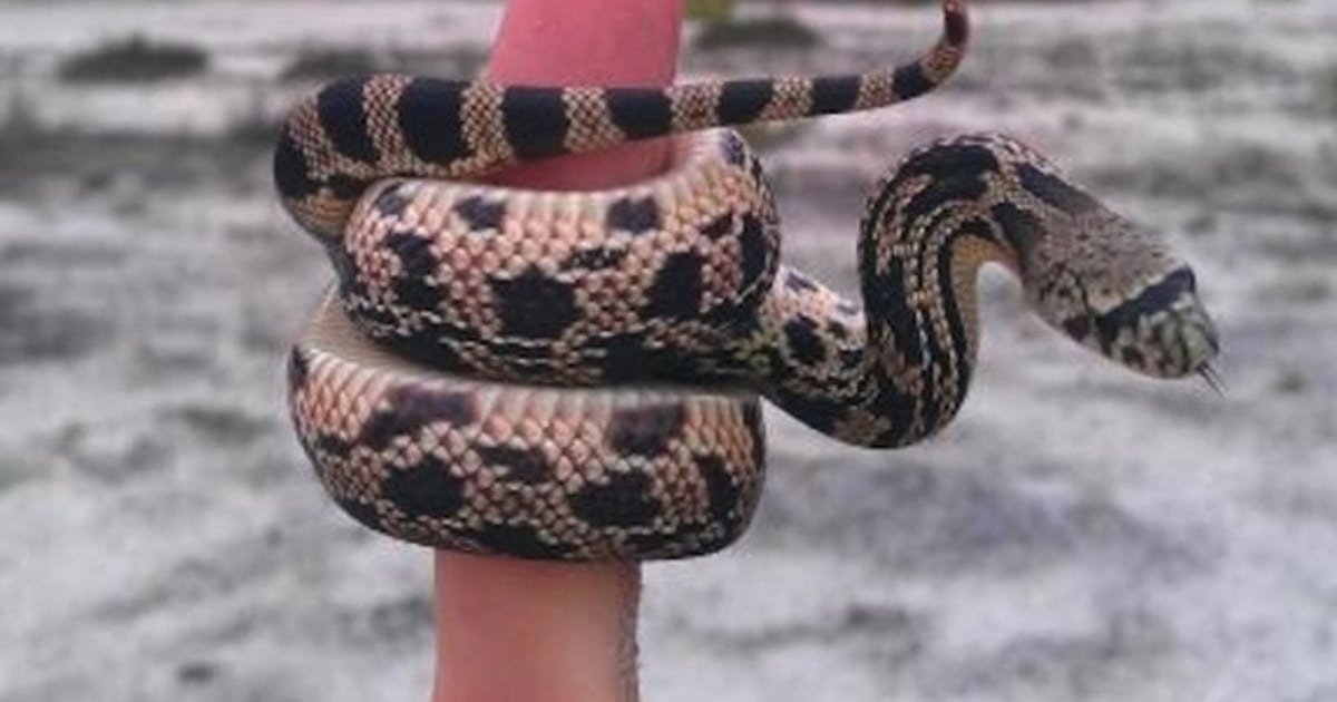 Tracking devices shed light on secret lives of baby snakes
