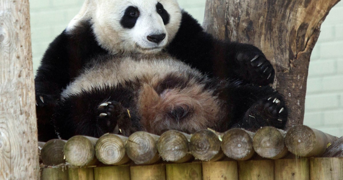 Is she or isn't she? Britain's latest baby watch involves giant panda