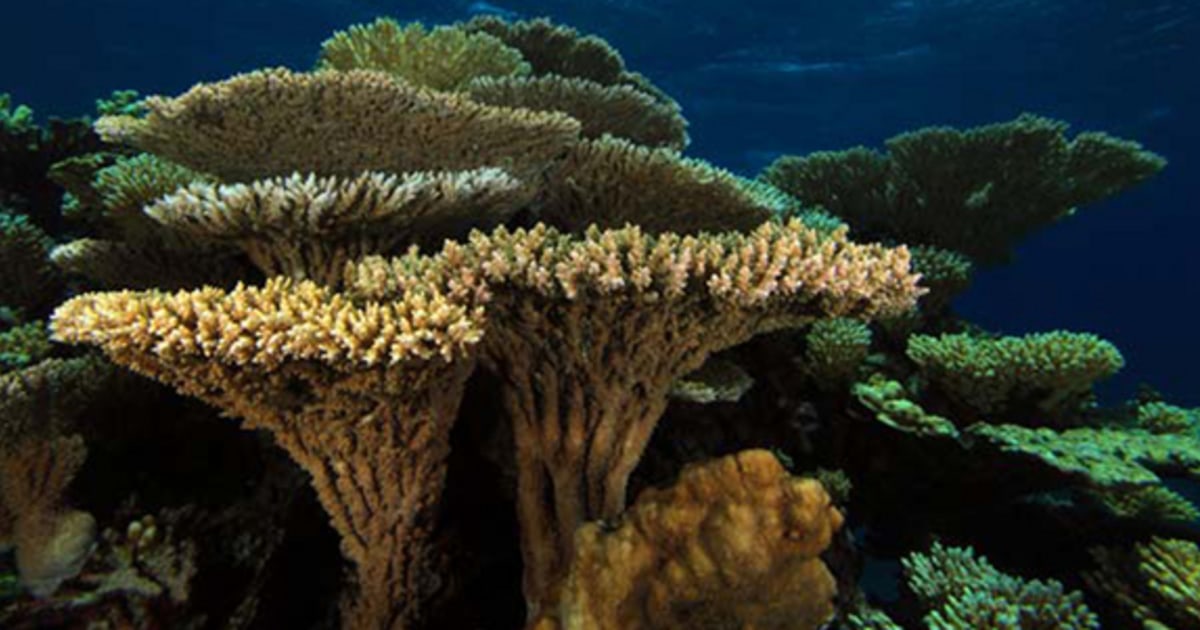 Aloha! Flat-topped coral shows up off Oahu coast for first time