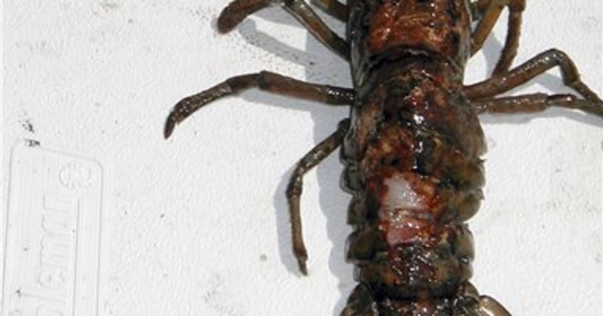 Maine lobsters plagued by shell-eating bacteria
