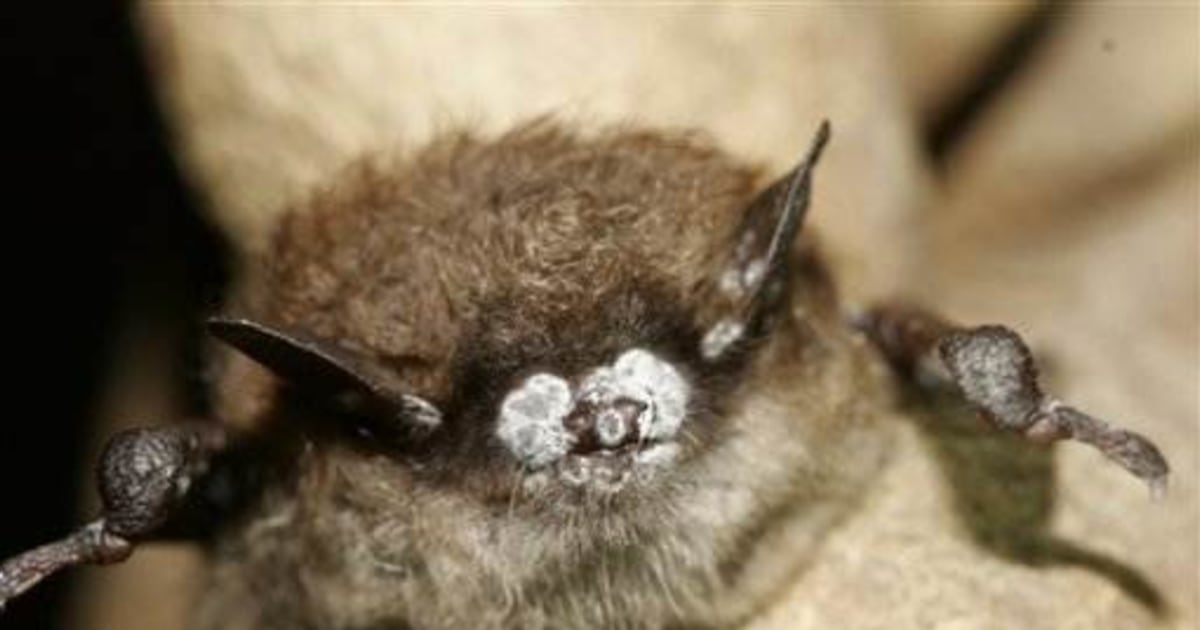 Mysterious deadly bat disease still spreading across U.S.