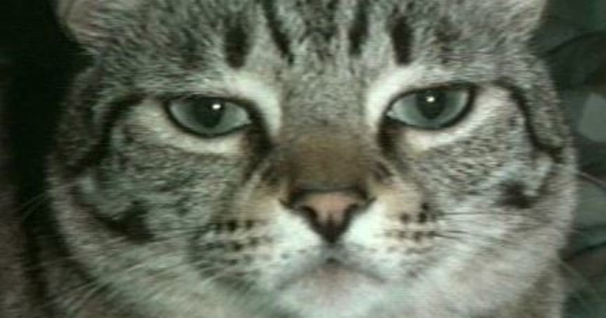 Elementary, my dear Fluffy: Cat DNA solves another homicide