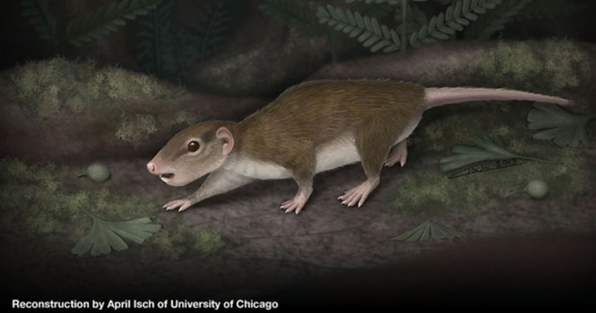 Meet the rodentlike creature that once dominated ancient Earth