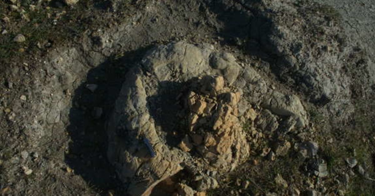 First fossilized ambergris -- whale feces -- is discovered in Italy