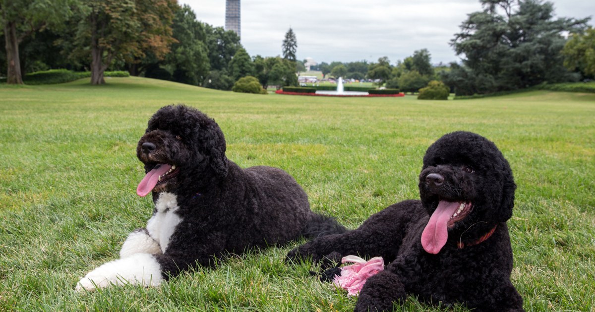 Bo gets a buddy at the White House