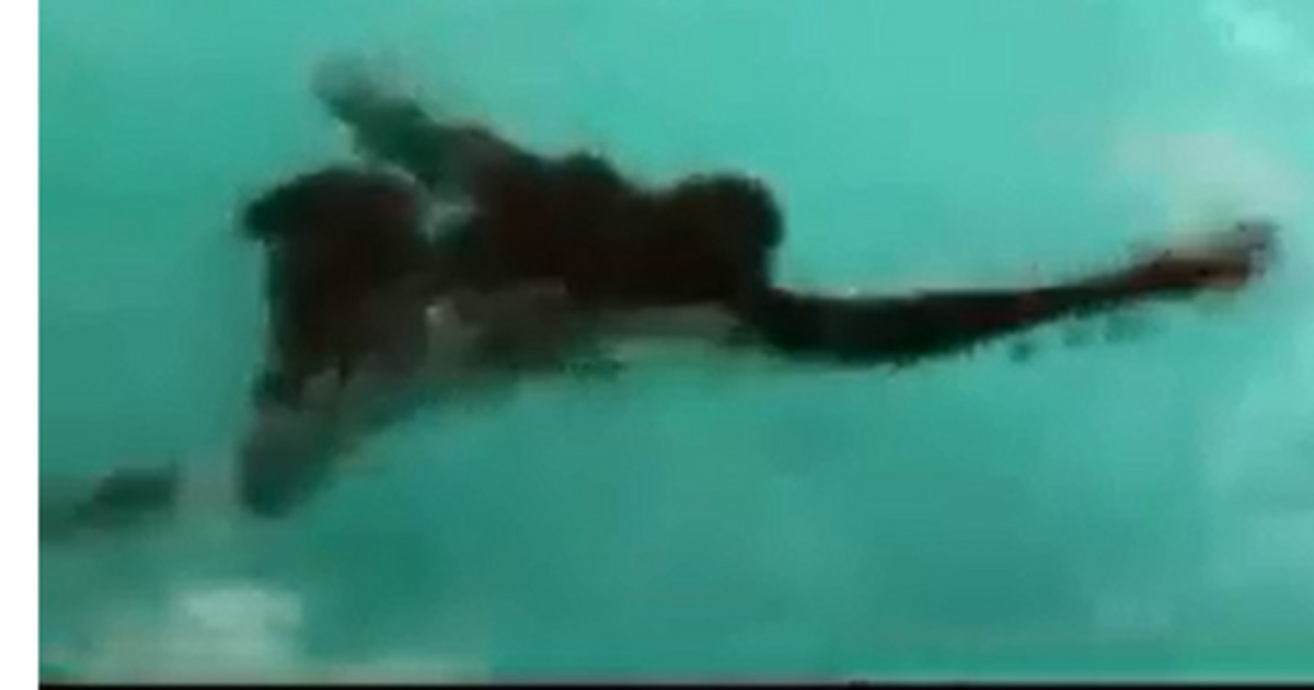 These apes take to swimming and diving like fish to water