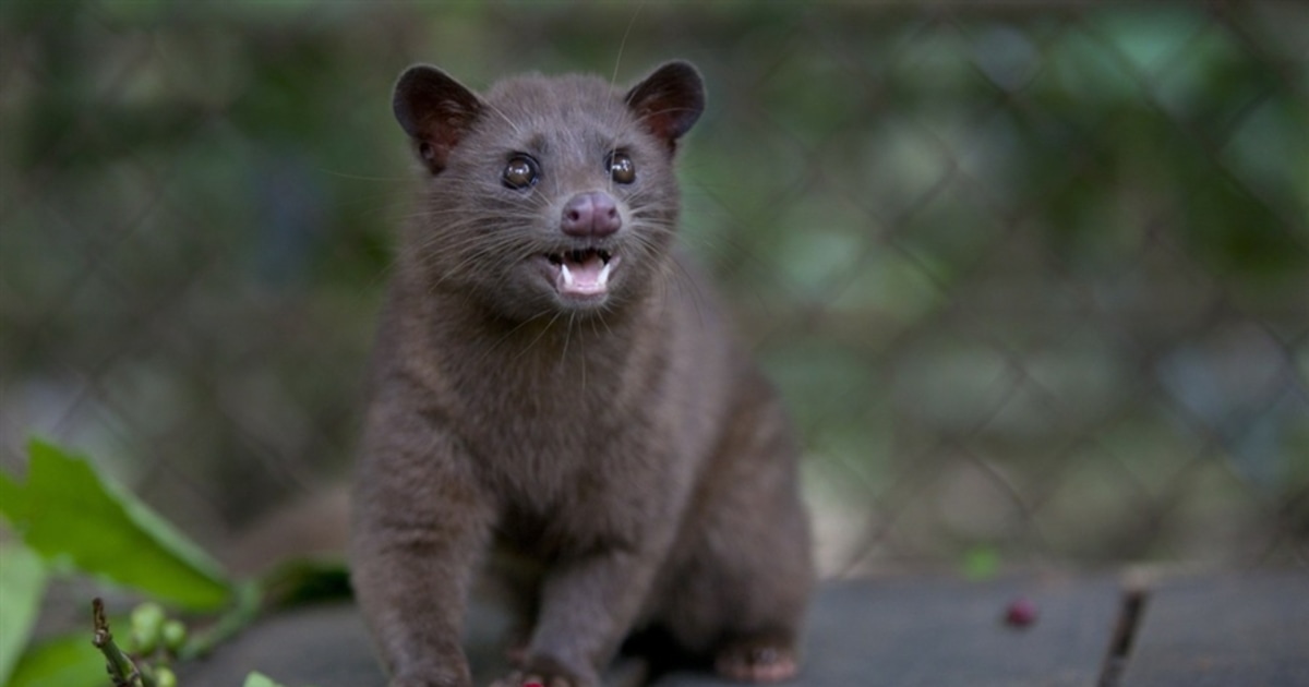 Poo brew: World's priciest coffee can now be authenticated