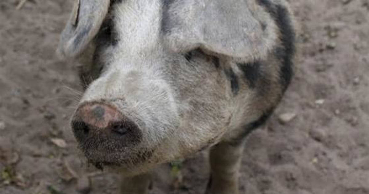 Ancient hunter-gatherers also brought home the bacon