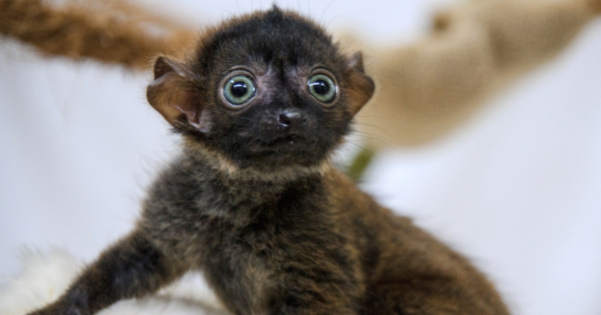 Say what? Human baby brains are wired to hear the call of the lemur