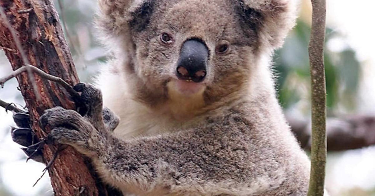 Here's why koalas sound like frogs vomiting during mating season