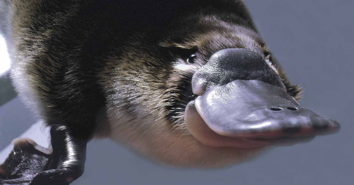 Why the platypus will probably never get its stomach back