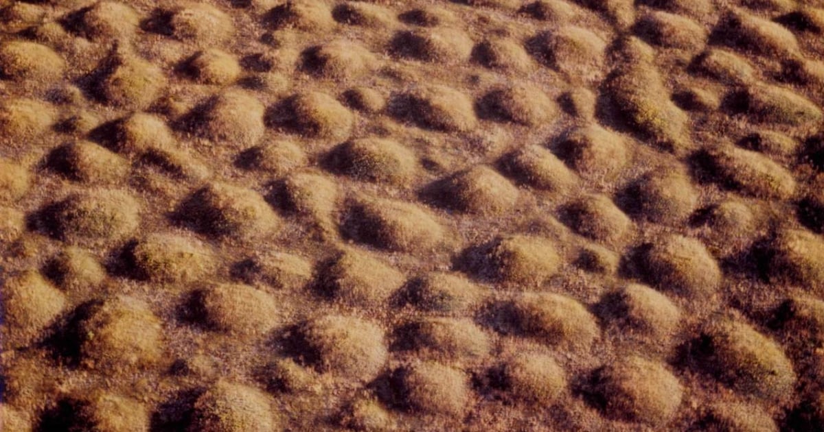 Geologists digging into Mima mounds mystery say gophers behind it