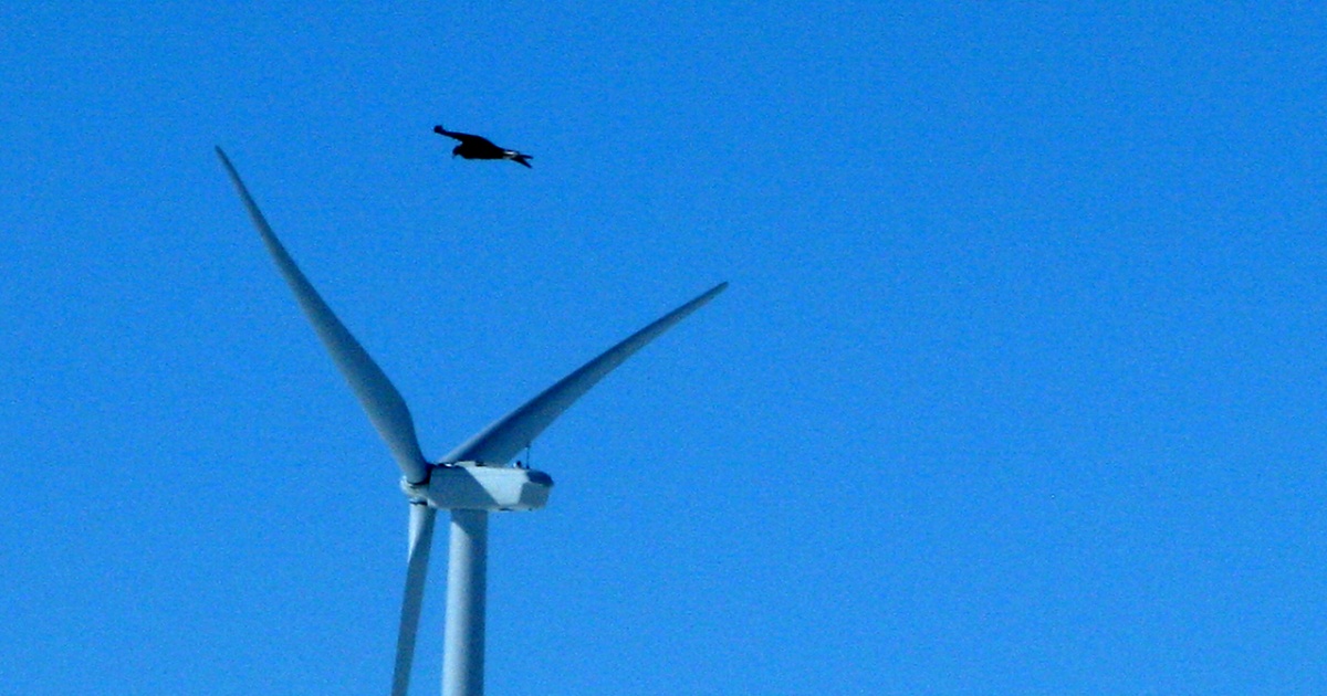 Wind farms can kill eagles without penalty