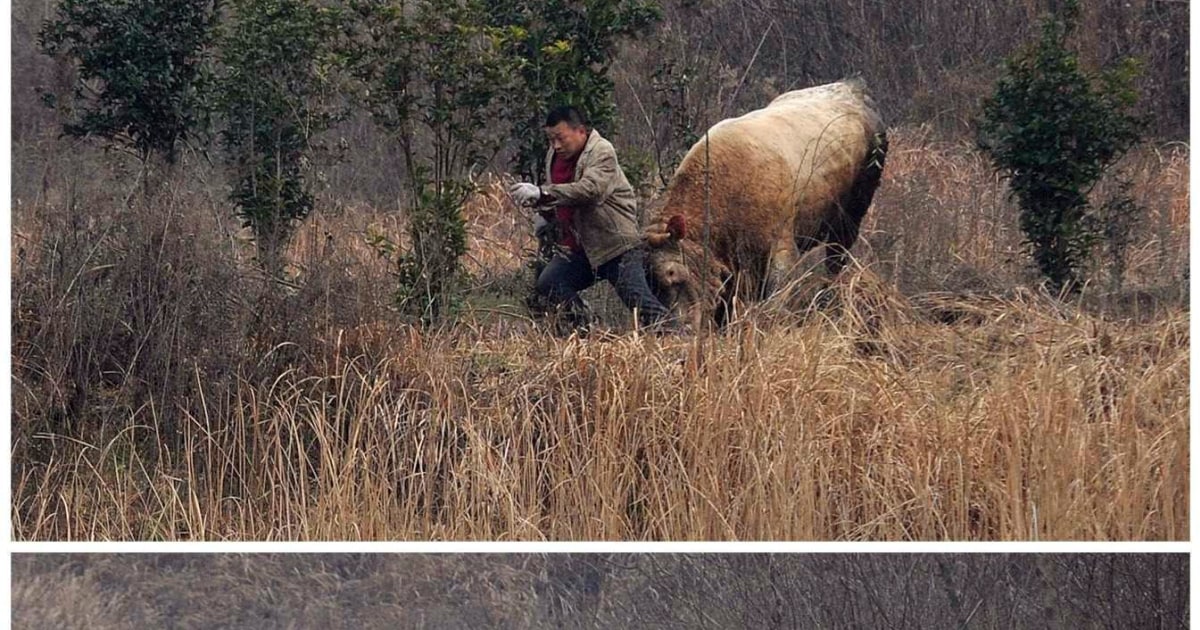 Renegade cow escapes truck, attacks farmer