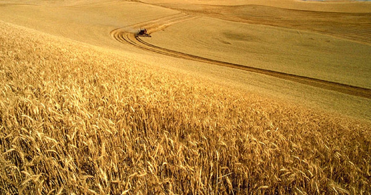 Crop yields plateau as demand for food soars, study says
