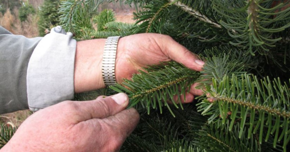 Neither Sprite nor Viagra boost drooping Christmas trees