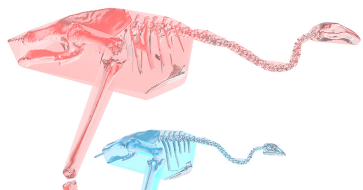 Extinct giant moa bird wasn't so giant after all, new study finds