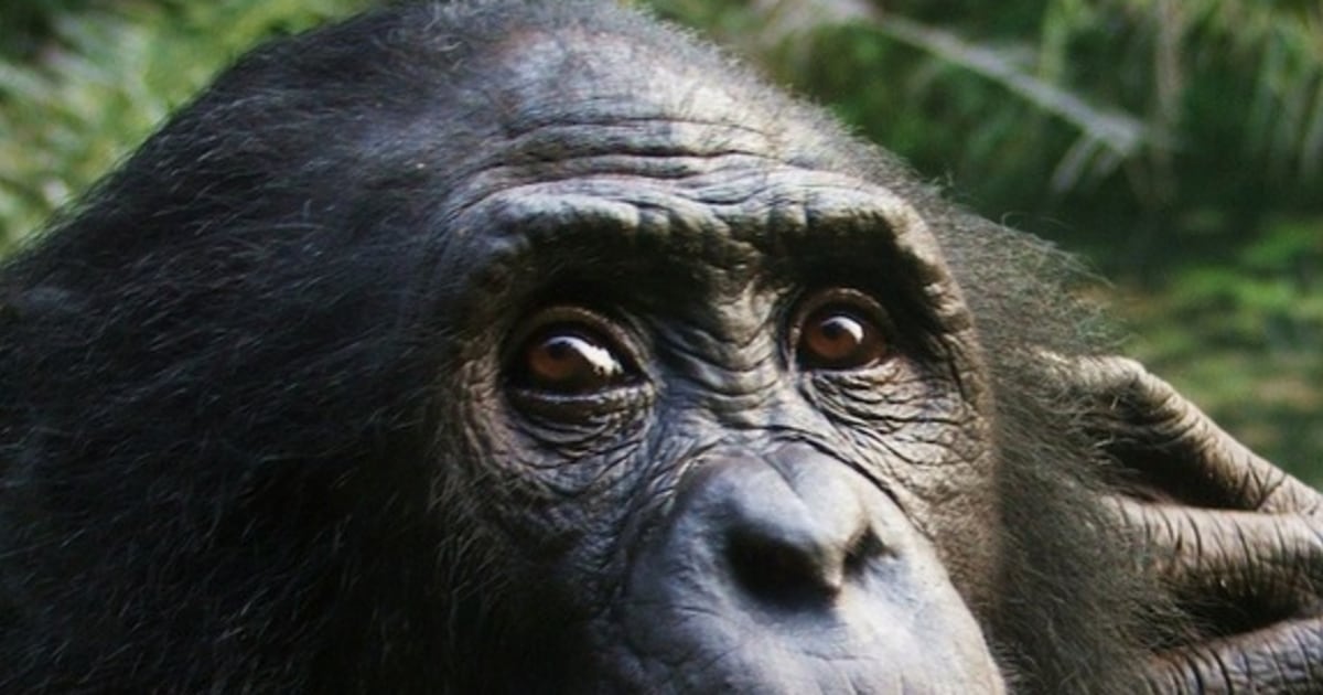 Hey man, this is why those 'hippie chimp' bonobos are so laid back