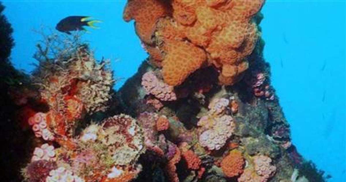 Damaged reefs show resiliency in Cayman Islands study