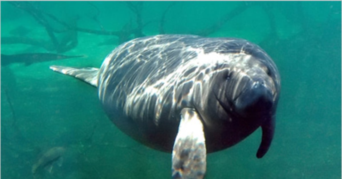 Florida sees record 803 manatee deaths; red tide blamed