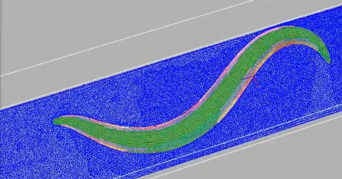 Do the (artificial) worm: Simulated organism makes first wriggles
