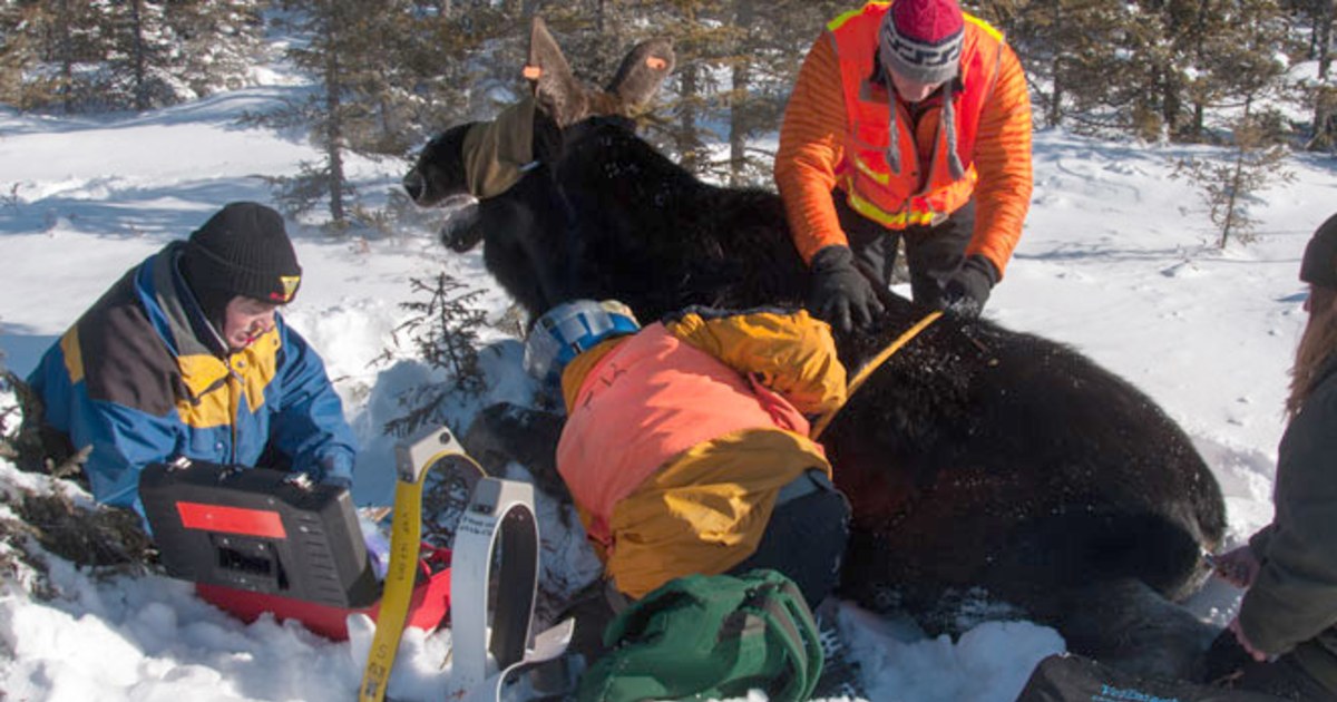 As moose disappear, Minnesota cancels hunting season