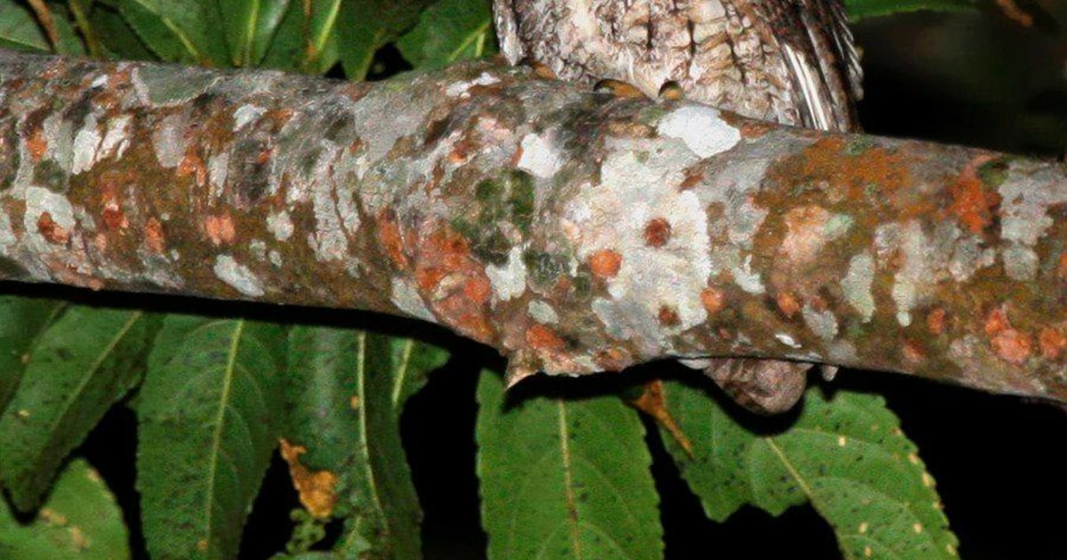 Unique song reveals new owl species