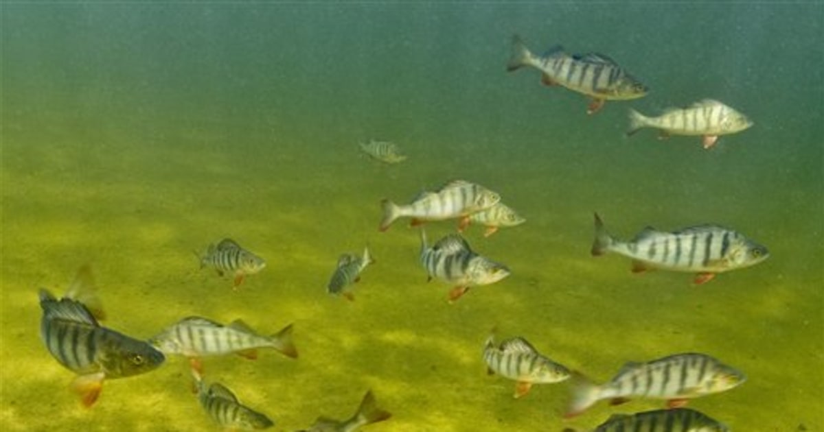 Fish in drug-tainted water become hyper, get munchies