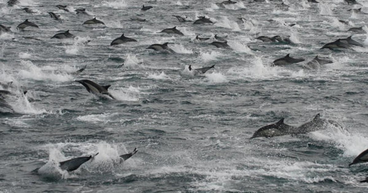 'Super mega-pod' of dolphins spotted off San Diego coast