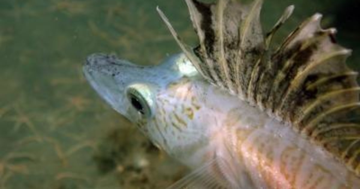 Antarctica's bizarre creatures come to life online