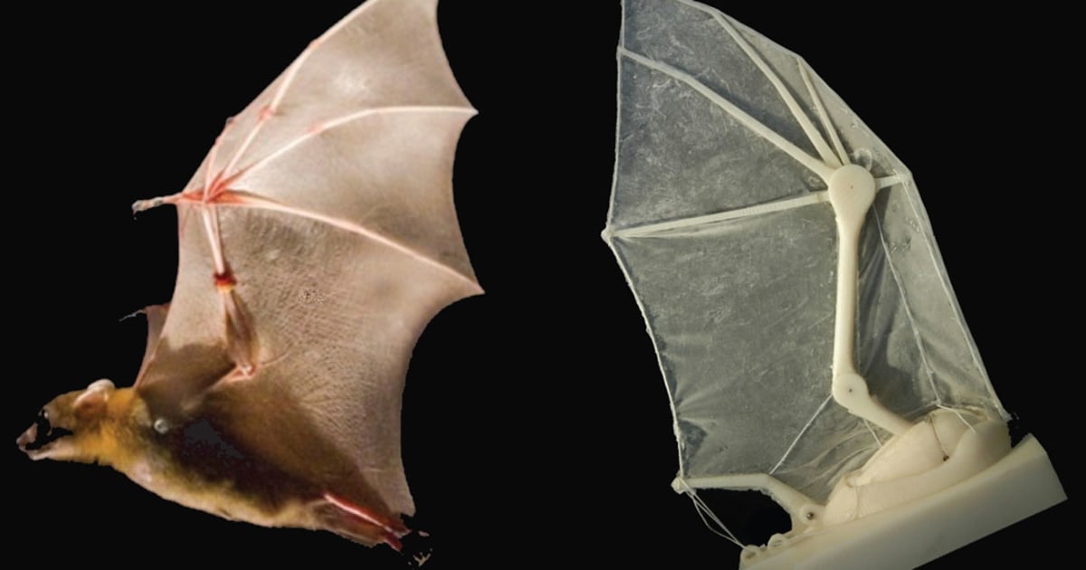 Holy flight plan: Researchers build a robotic bat wing