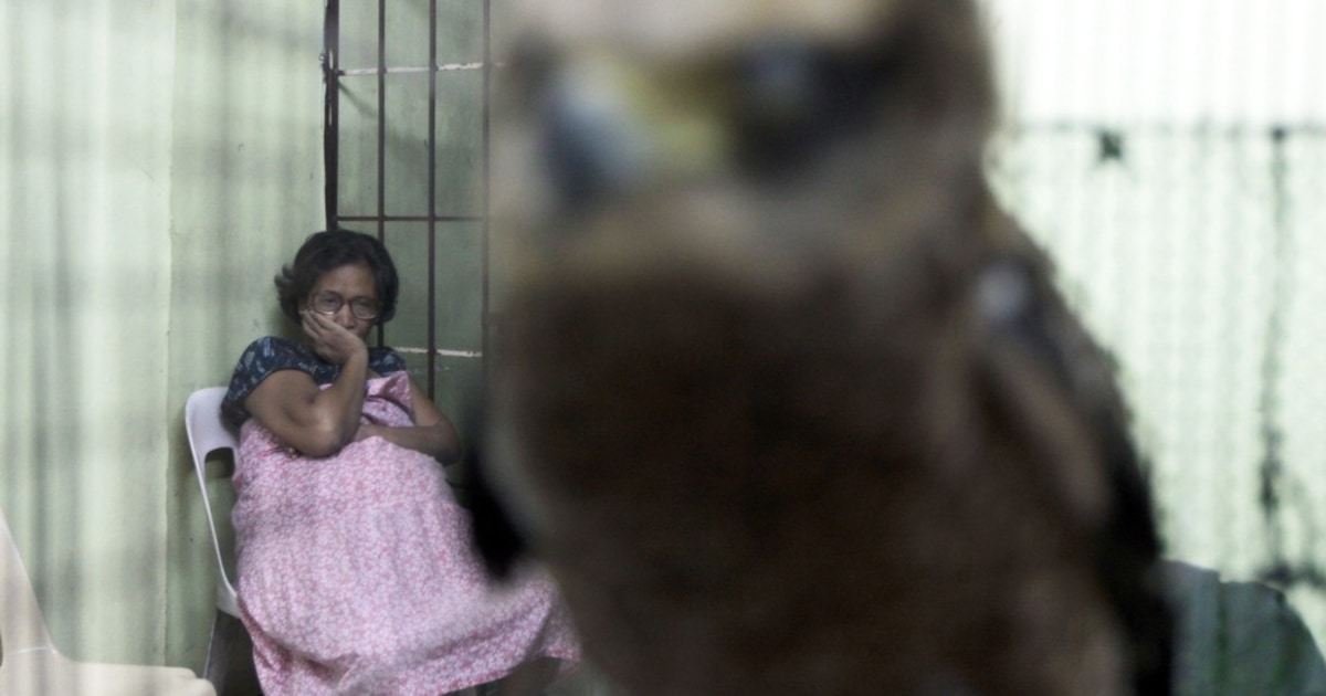 Endangered animals seized from smugglers in the Philippines