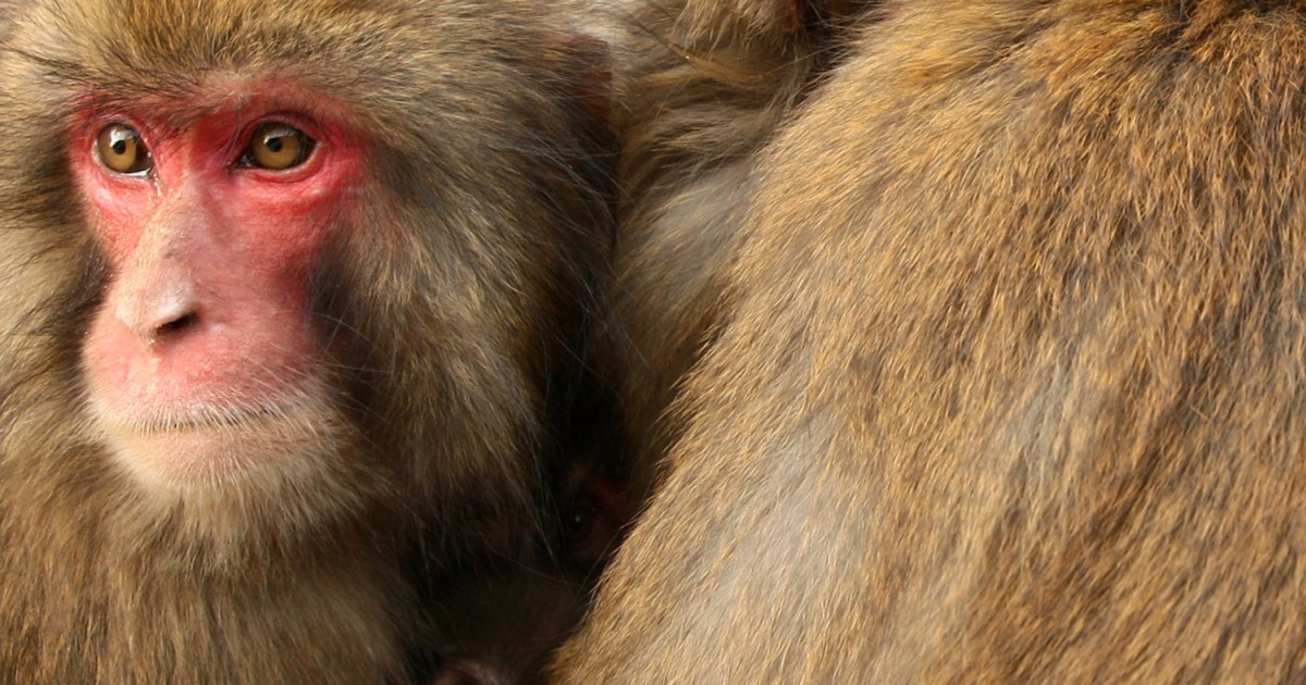 Freezing monkeys bundle up together for warmth